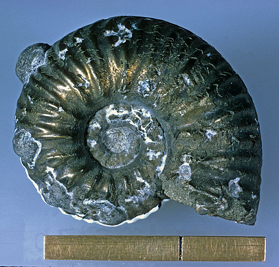 Pyrite: Mineral information, data and localities.